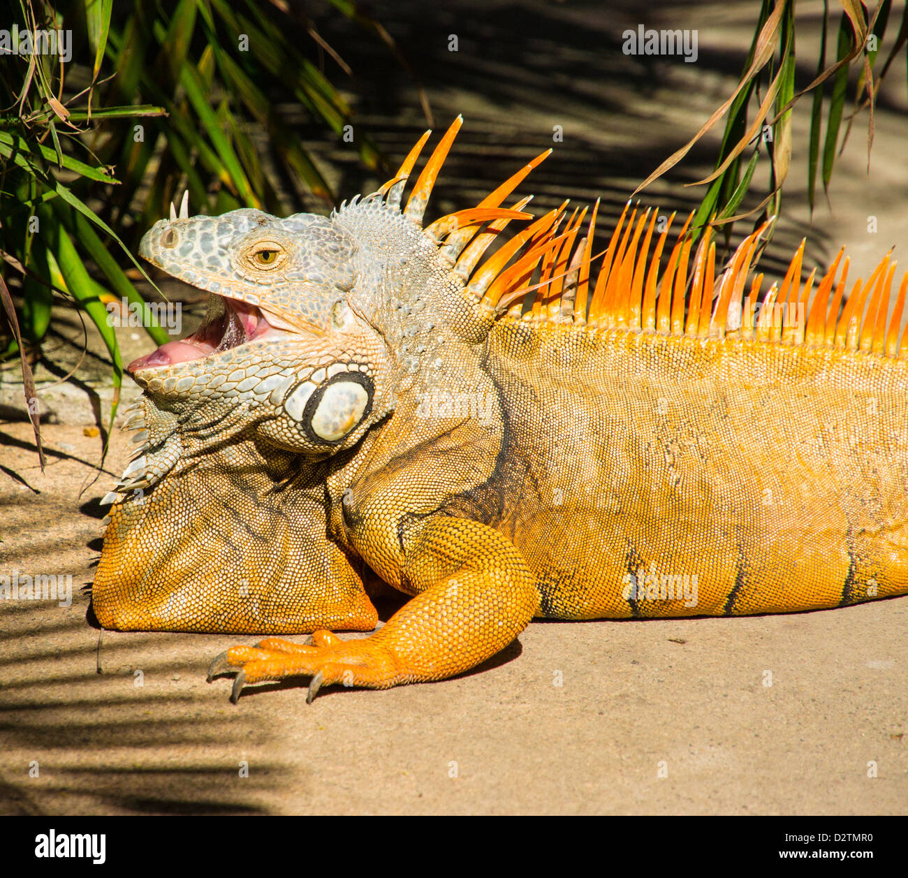 Adult female green iguana nayarit hi-res stock photography and images ...