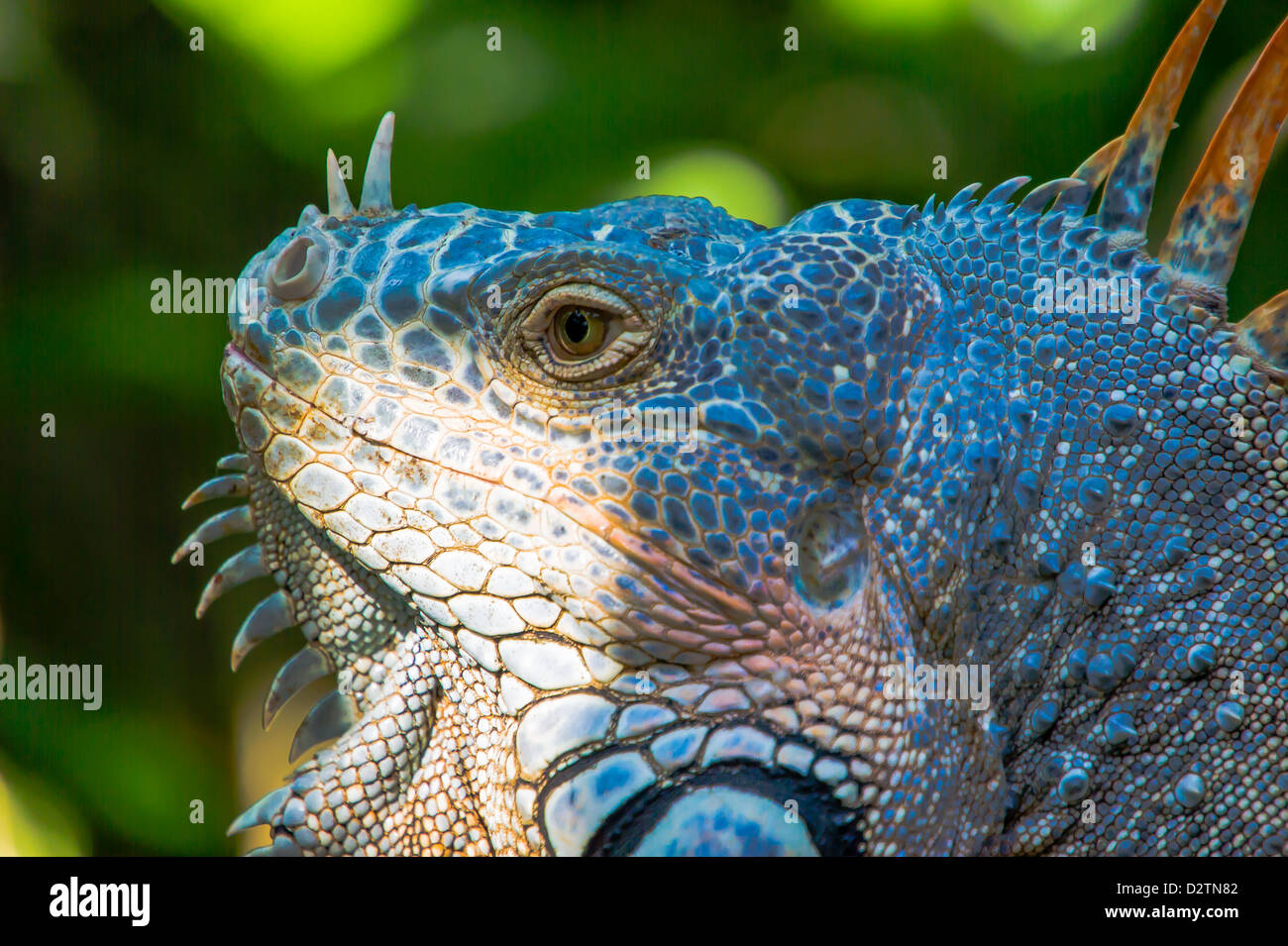 Female green iguana iguana iguana hi-res stock photography and images ...