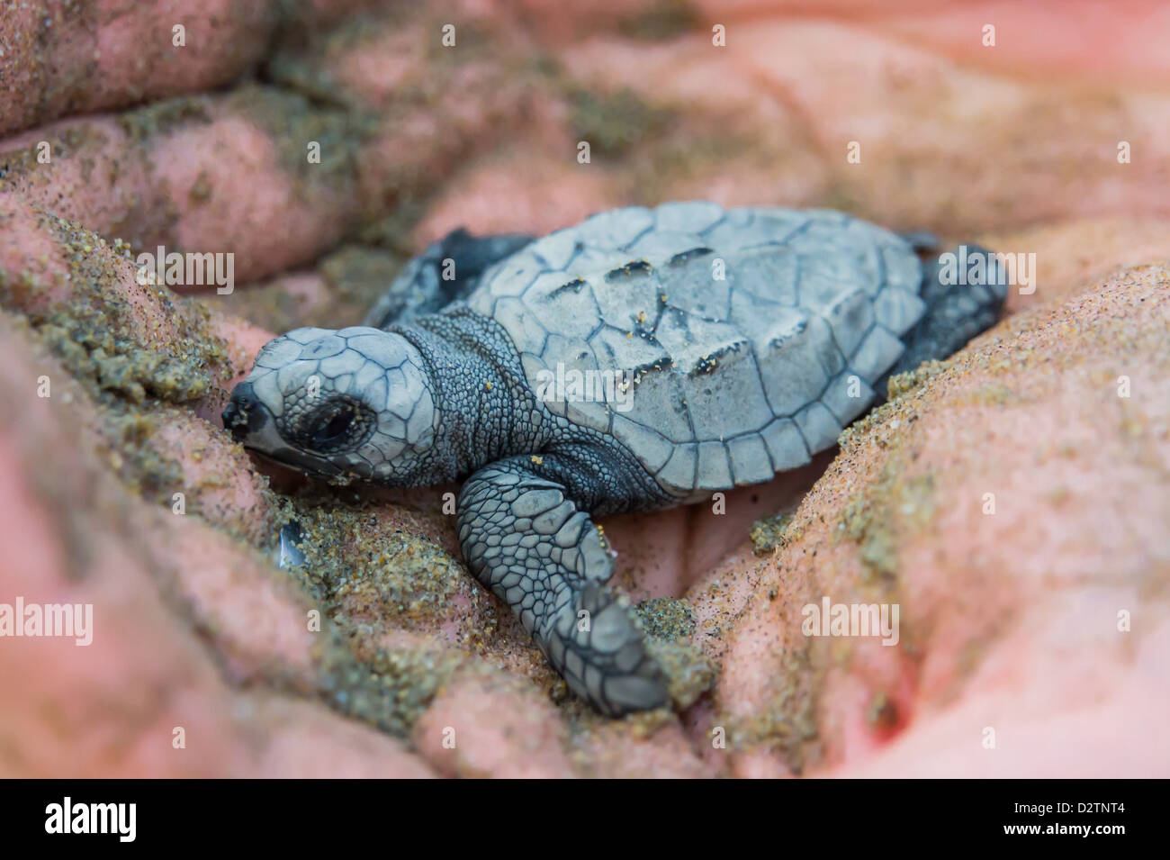 baby Olive Ridley sea turtles ready for release, Nayarit, Mexico Stock ...
