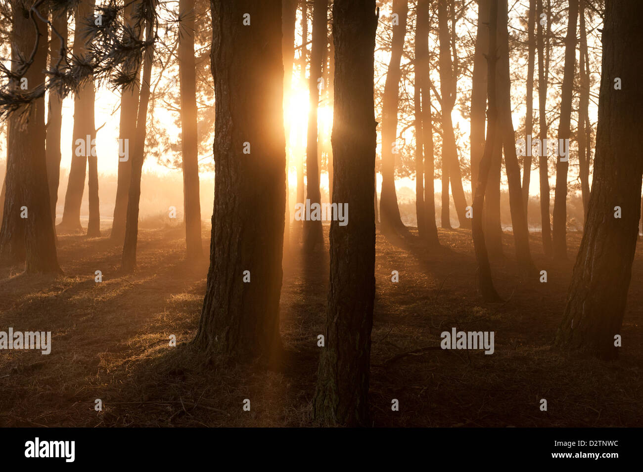 Sunrise mist forest Stock Photo - Alamy