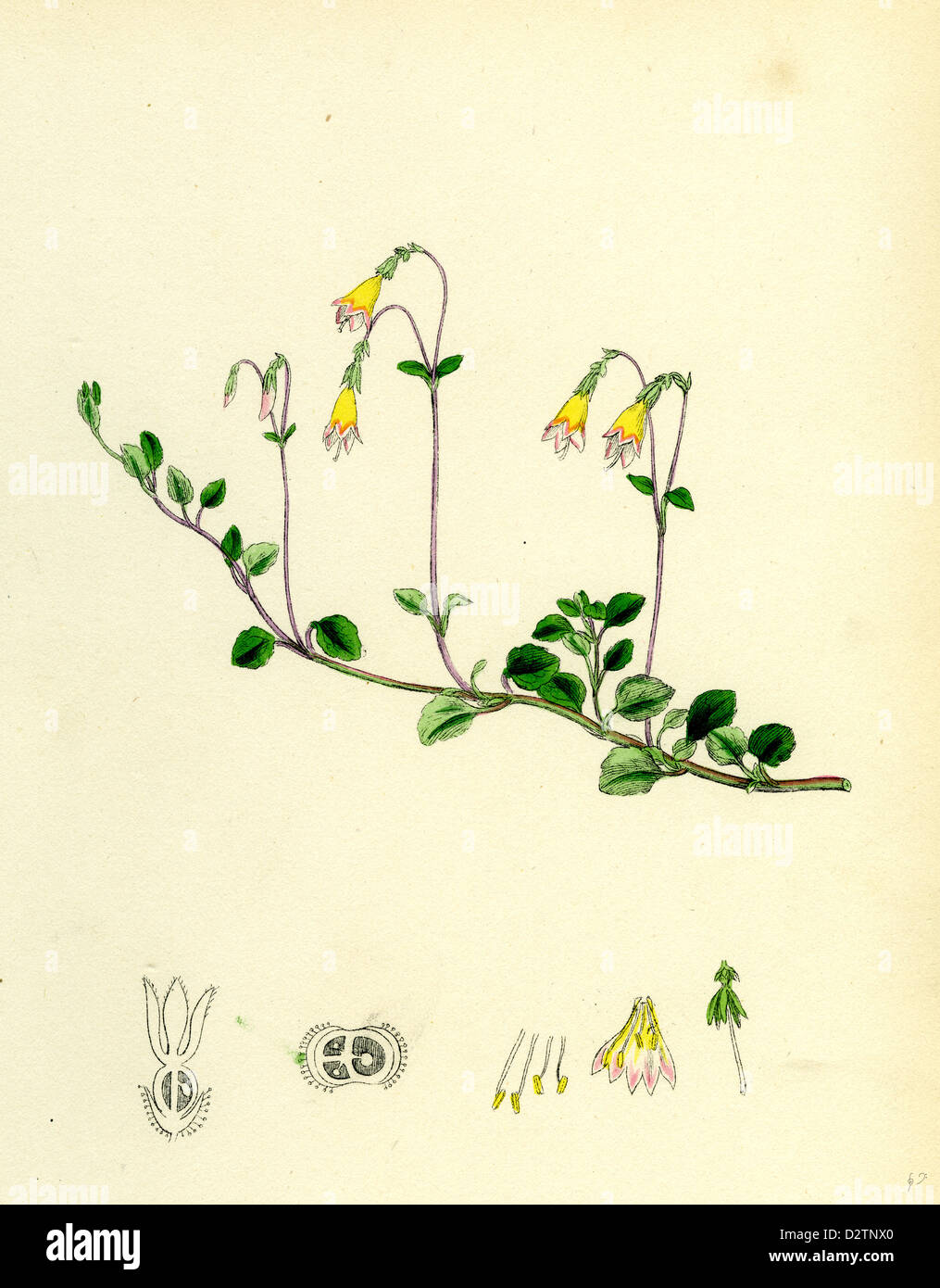 Linnaea borealis; Two-flowered Linnaea Stock Photo - Alamy