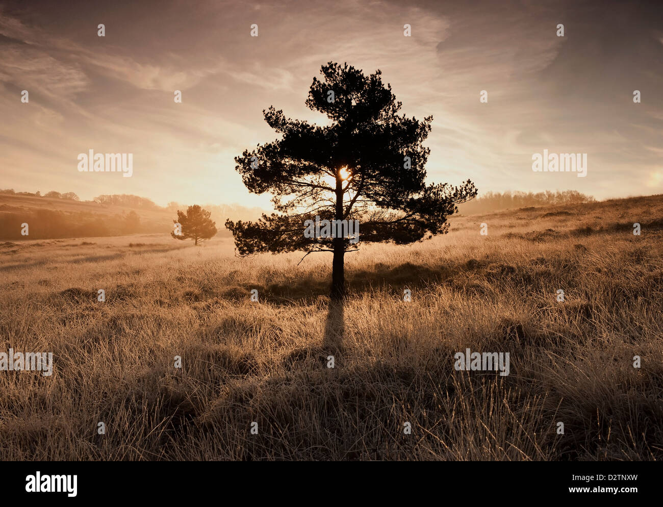 Ashdown forest hi-res stock photography and images - Alamy