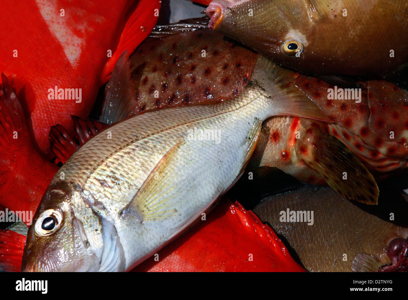 Mackerel commercial seafood fish hi-res stock photography and images ...