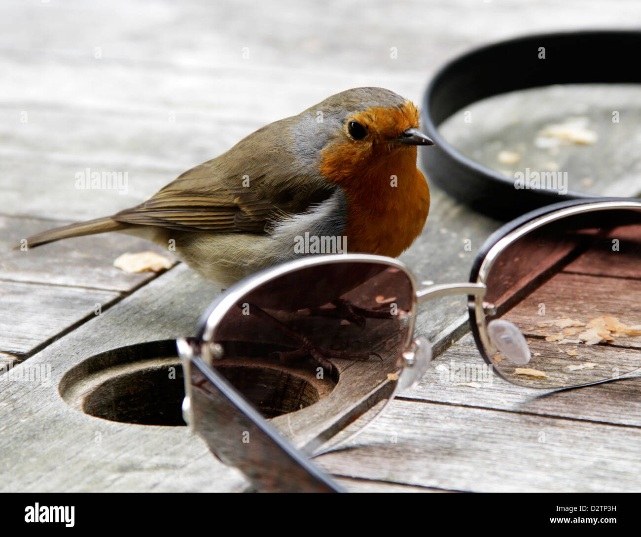 Robin bird table hi-res stock photography and images - Alamy