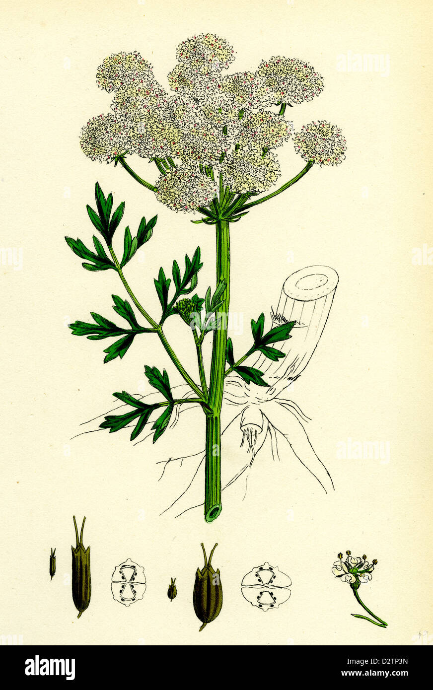 Botanical illustration hemlock hi-res stock photography and images - Alamy