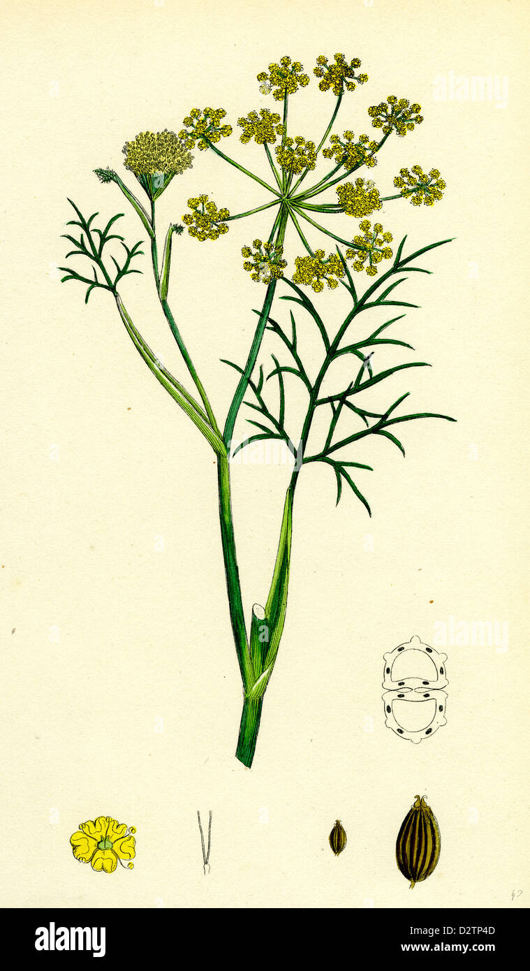 Foeniculum vulgare Common Fennel Stock Photo - Alamy
