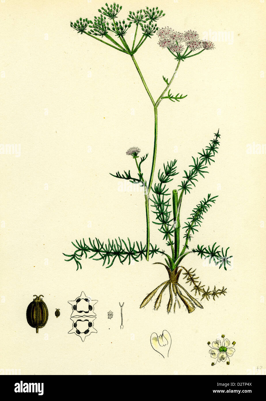 Carum verticillatum Worled Caraway Stock Photo - Alamy