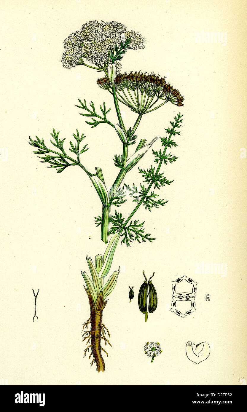 Carum Carui Common Caraway Stock Photo - Alamy