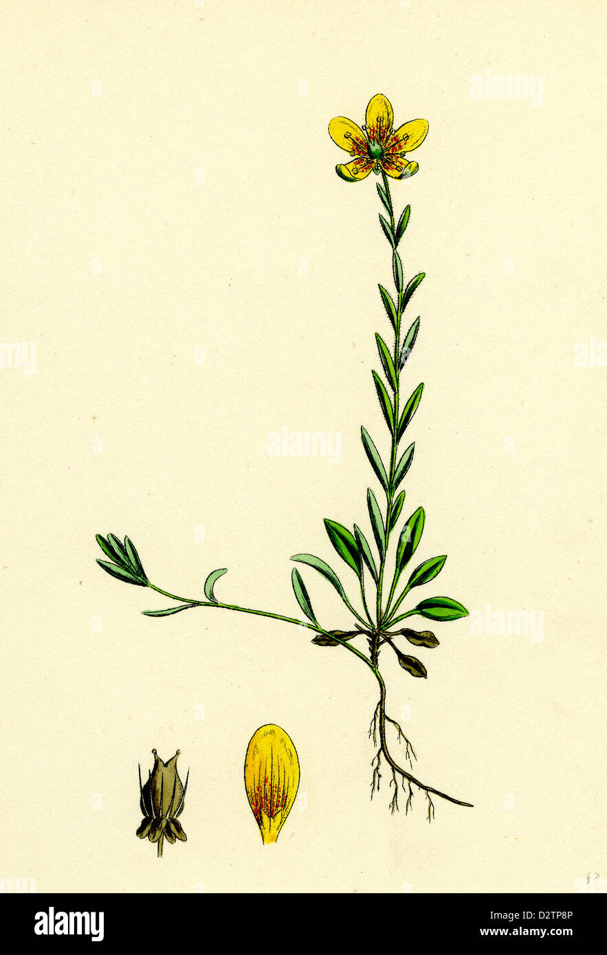 Saxifraga Hirculus; Yellow Marsh Saxifrage Stock Photo - Alamy