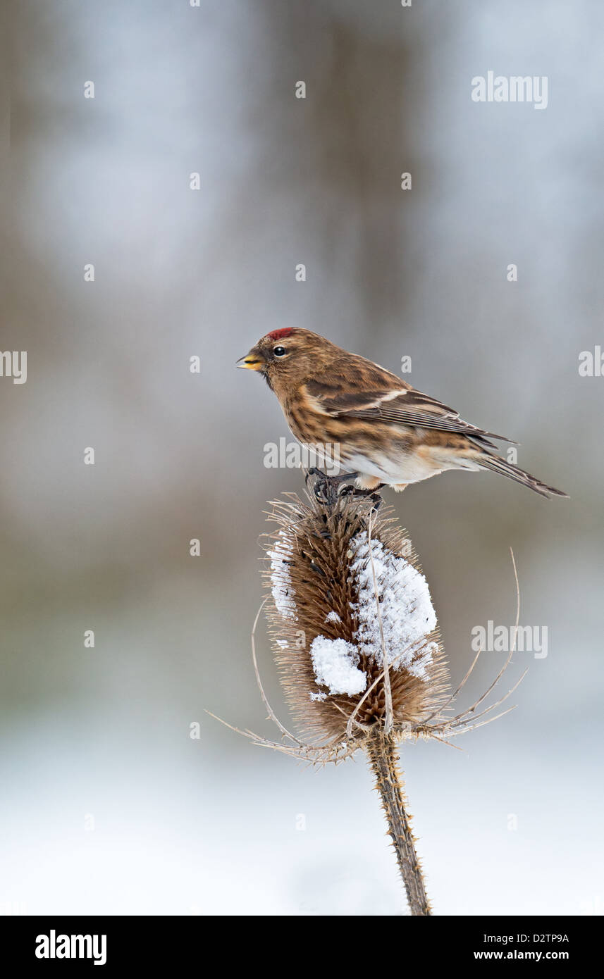 Lesser Redpoll (Carduelis cabaret) Perched On Snow Covered Teasel ...