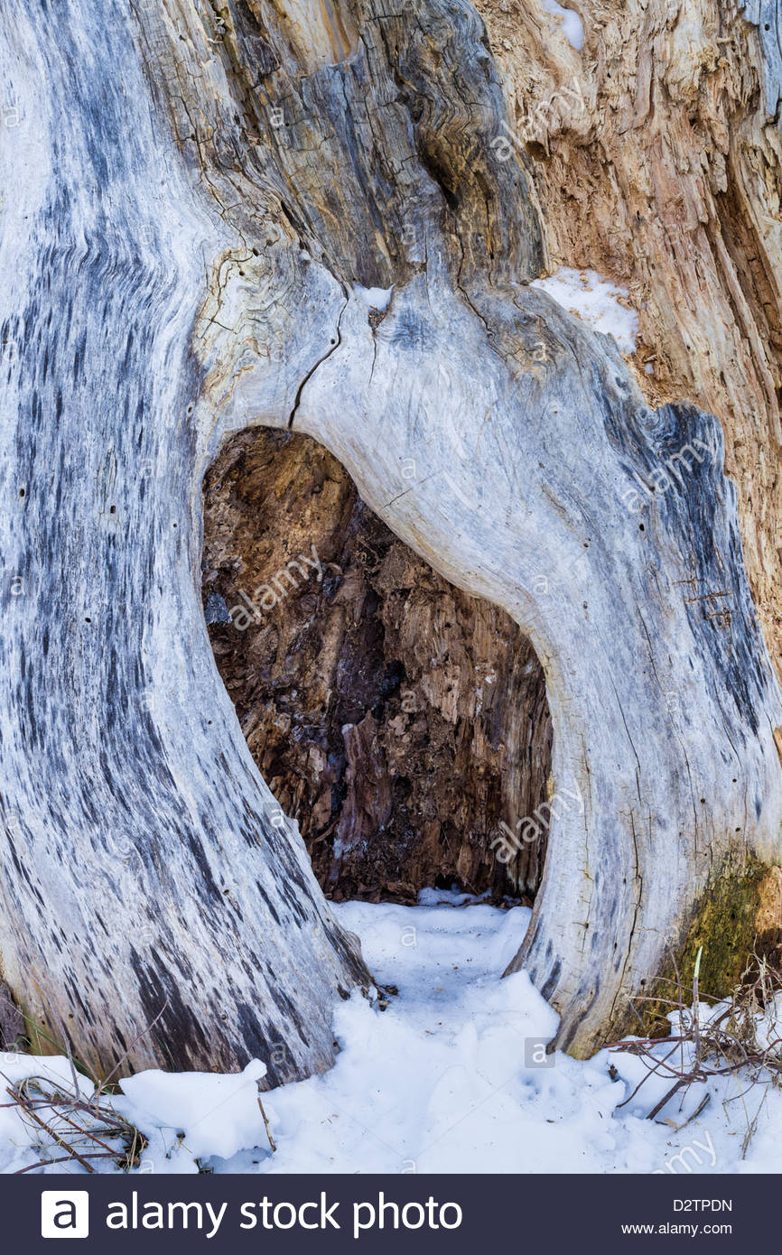 Tree Decomposition High Resolution Stock Photography and Images - Alamy