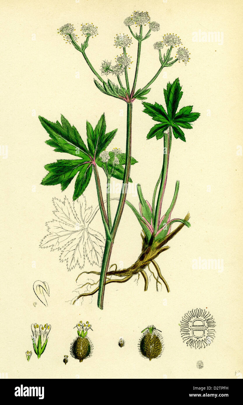 Sanicle or wood sanicle hi-res stock photography and images - Alamy