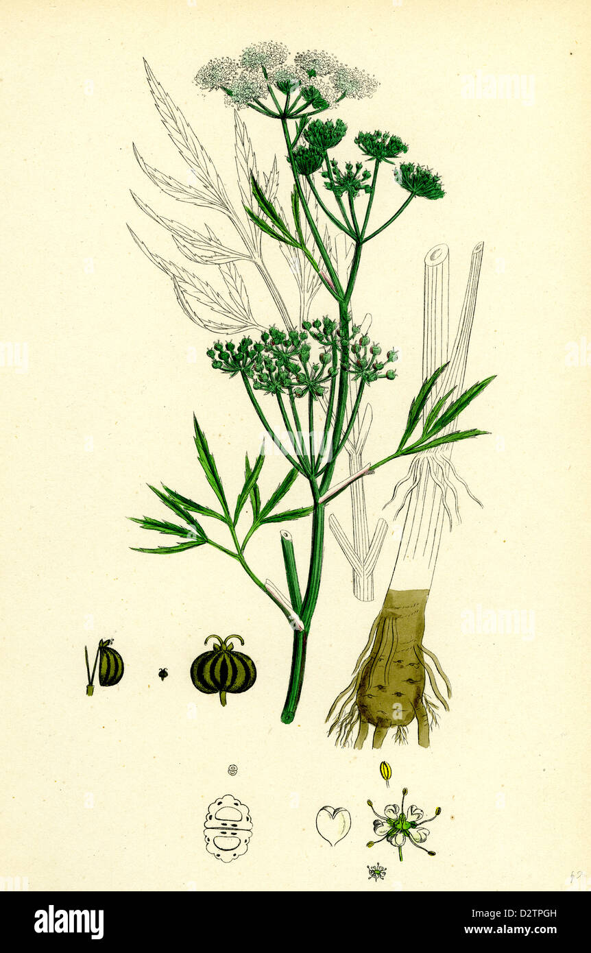 Cicuta virosa Water Hemlock Stock Photo - Alamy