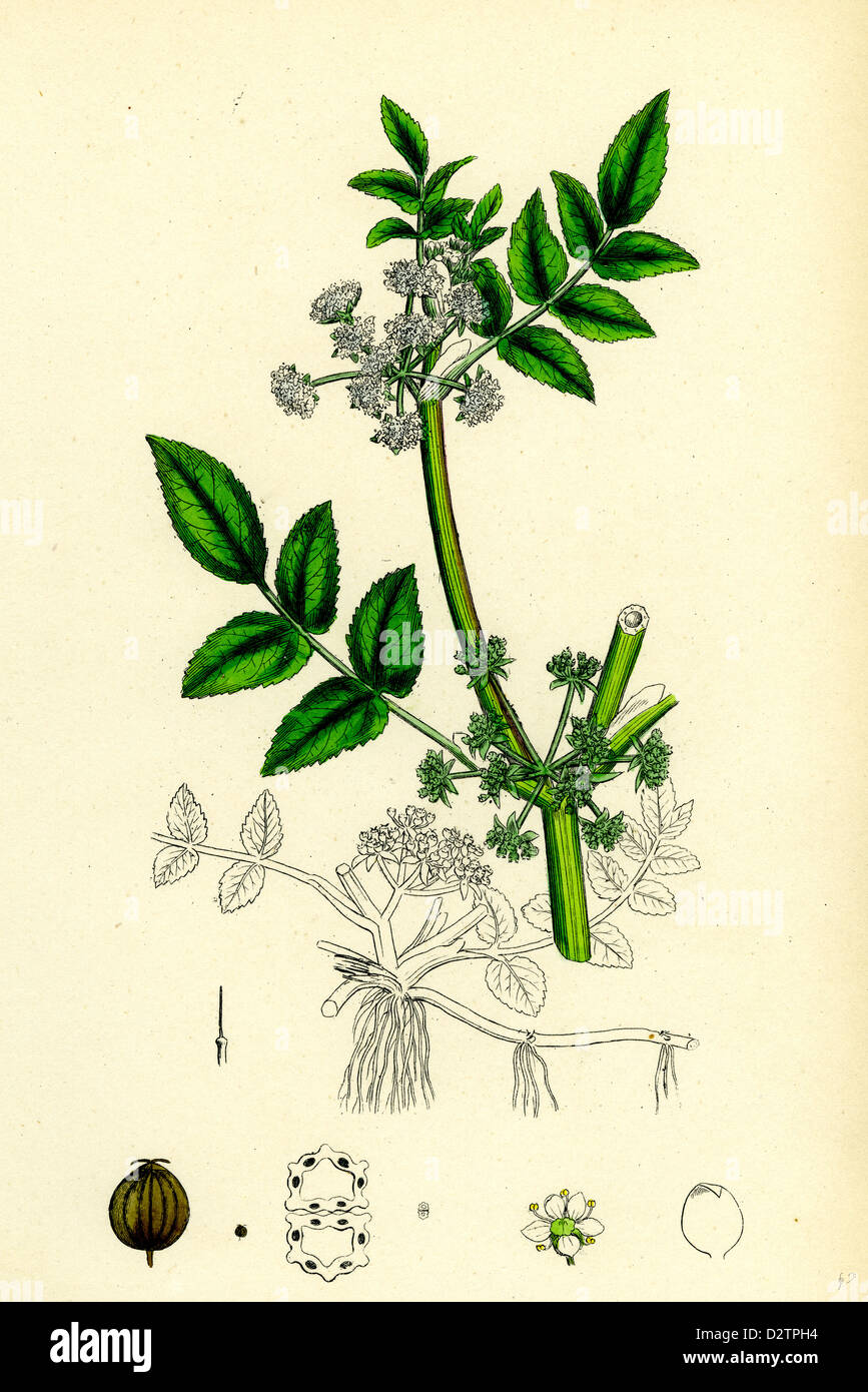 Helosciadium nodiflorum hi-res stock photography and images - Alamy