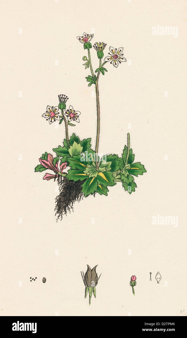 Saxifraga stellaris; Starry Saxifrage Stock Photo - Alamy