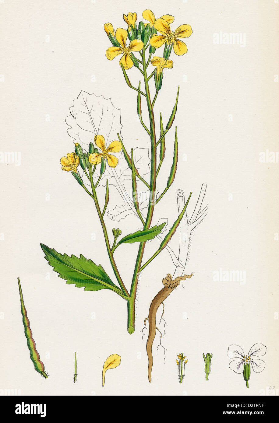 Raphanus Raphanistrum; Wild Radish Stock Photo - Alamy