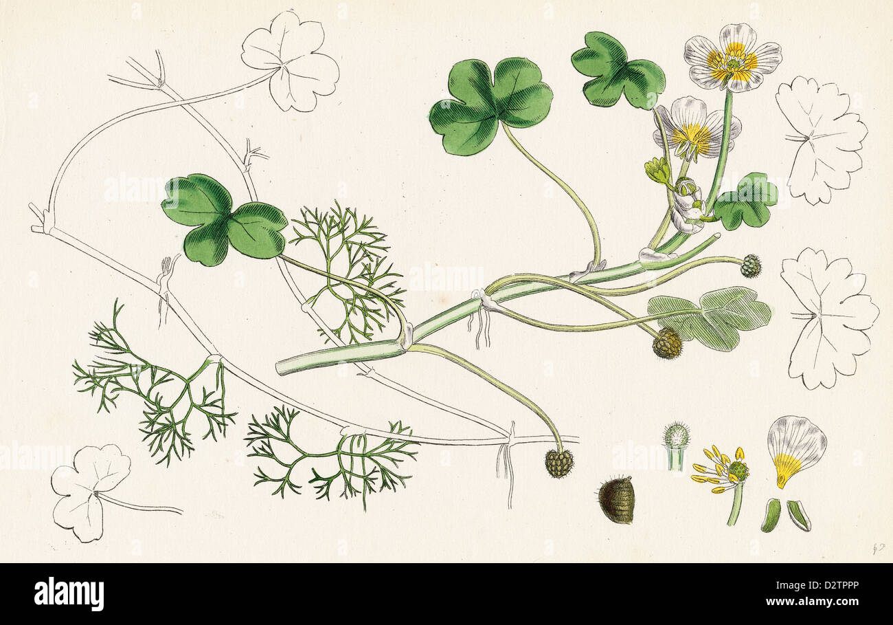 Ranunculus peltatus vulgaris; Common Water-crowfoot Stock Photo - Alamy