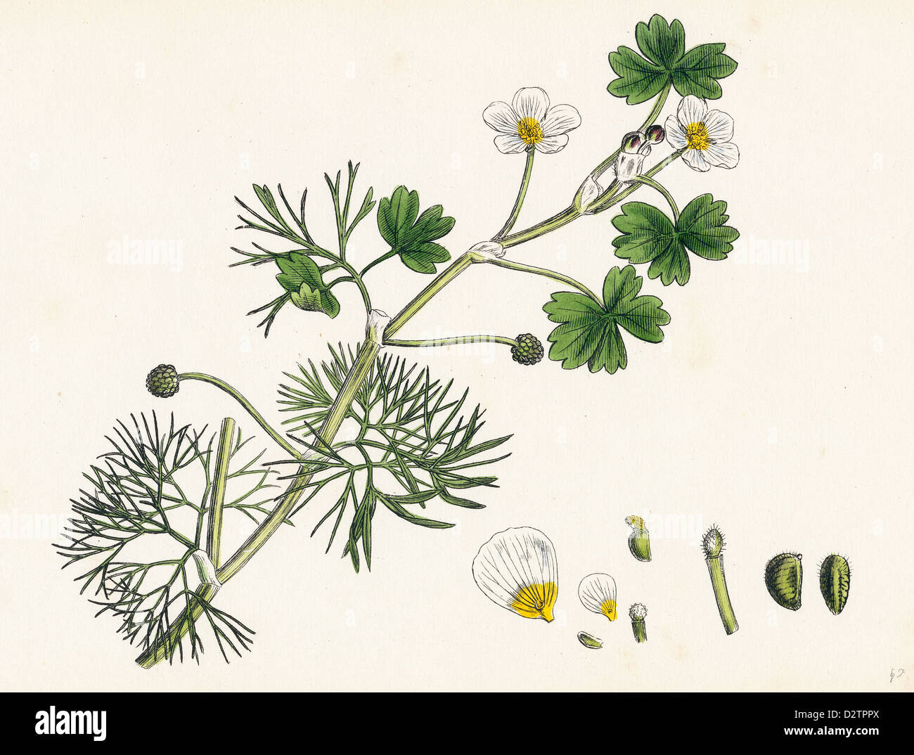 Ranunculus floribundus hi-res stock photography and images - Alamy