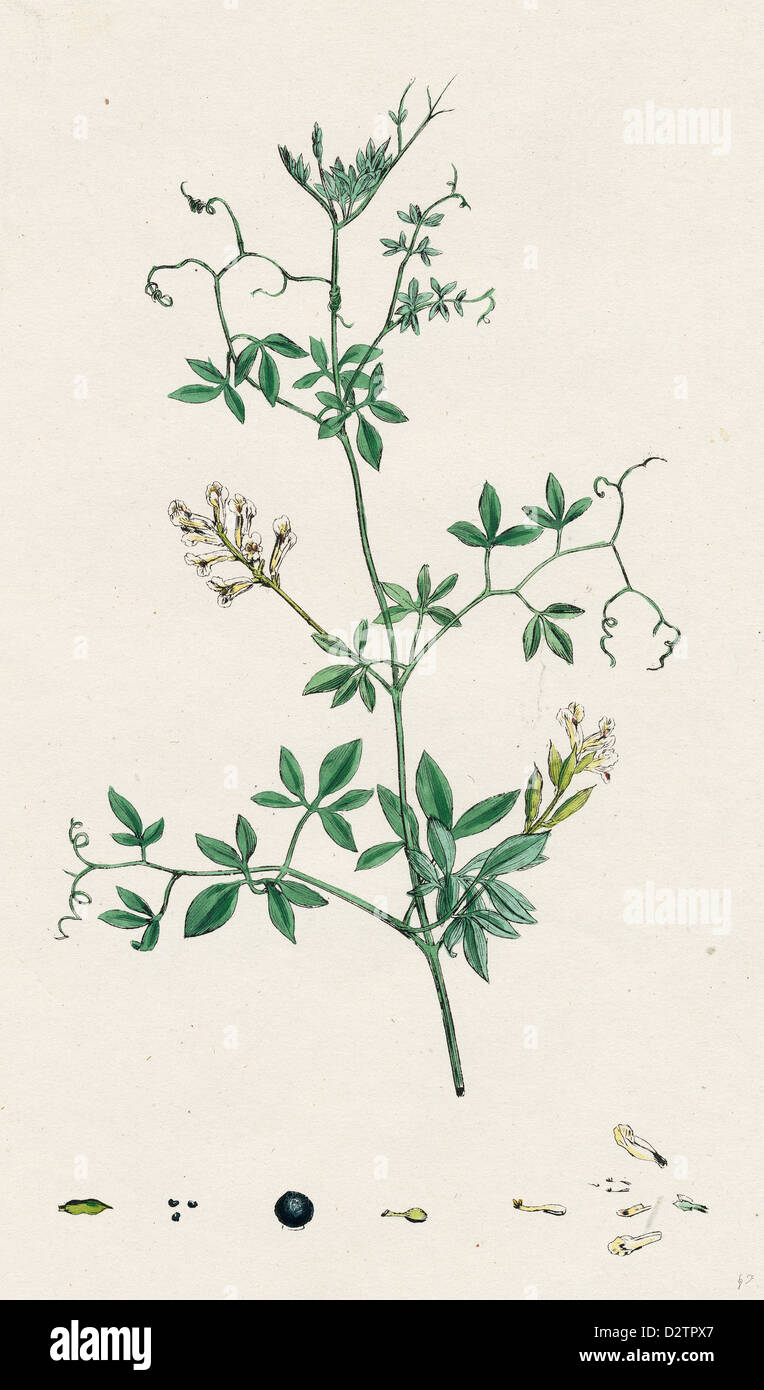 White climbing fumitory hi-res stock photography and images - Alamy