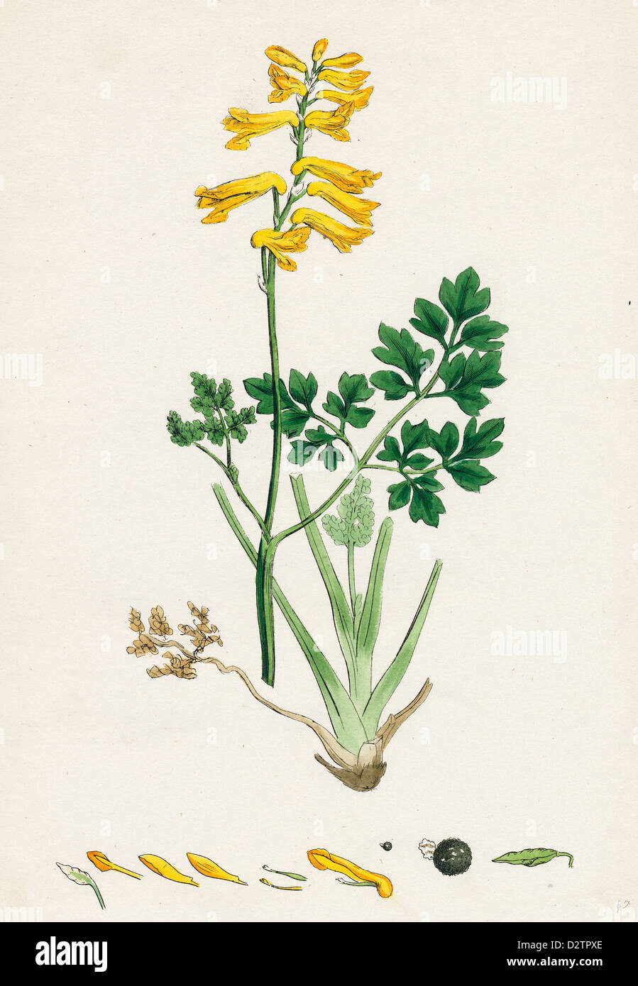 Corydalis Intea; Yellow Fumitory Stock Photo - Alamy