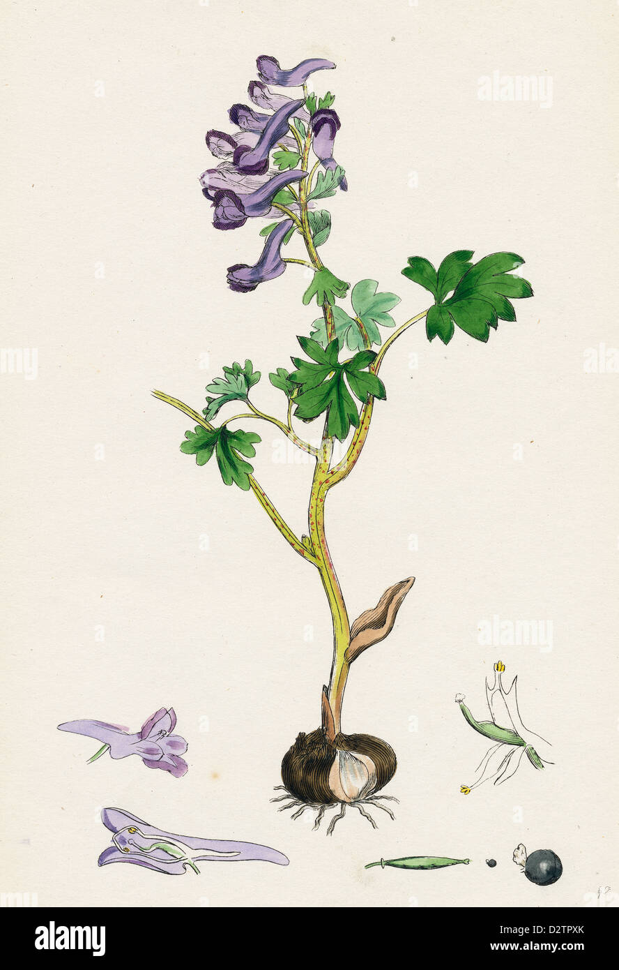Corydalis solida; Solid Bulbous Fumitory Stock Photo - Alamy