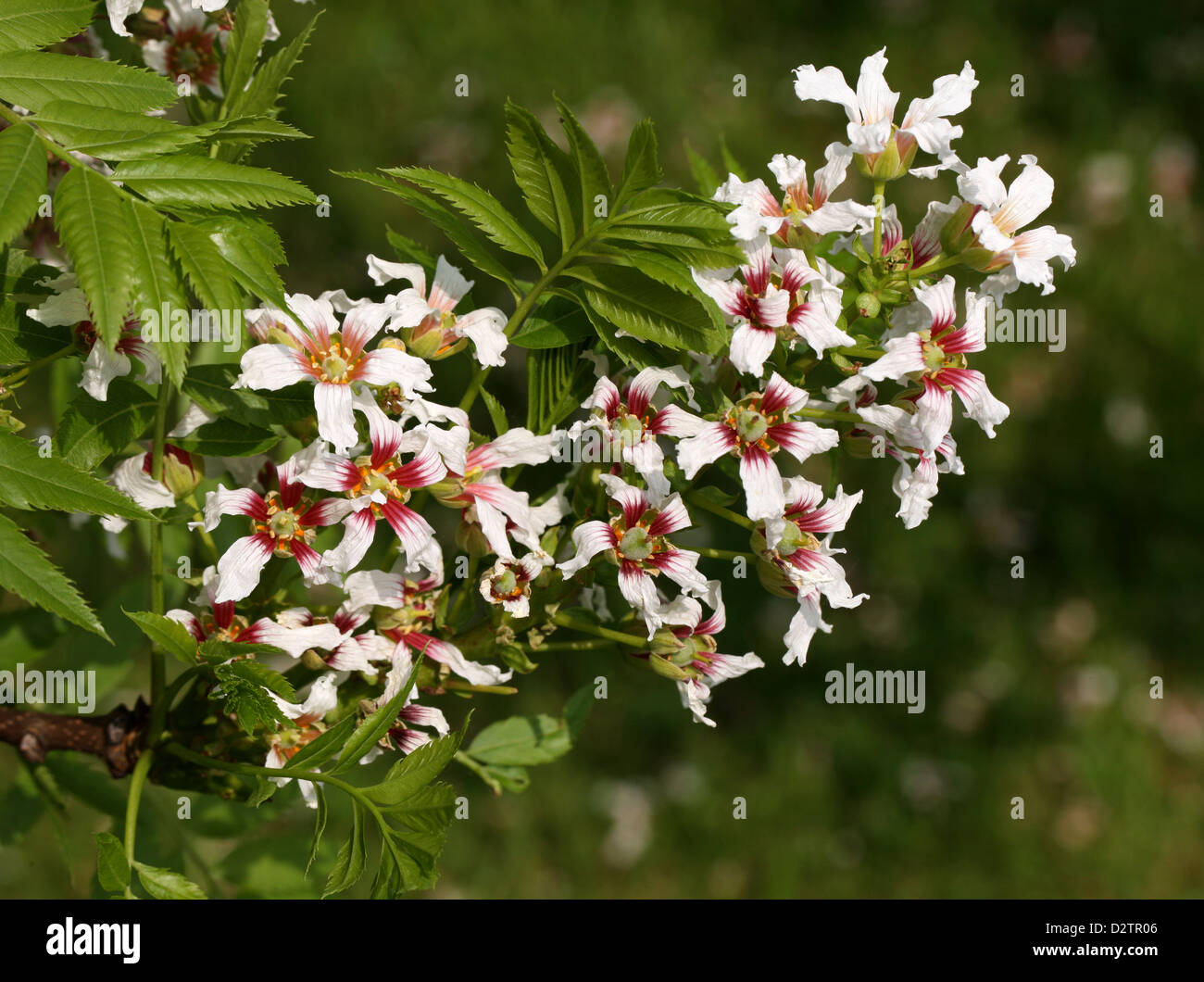 Chinese flowering chestnut yellowhorn xanthoceras High Resolution Stock ...