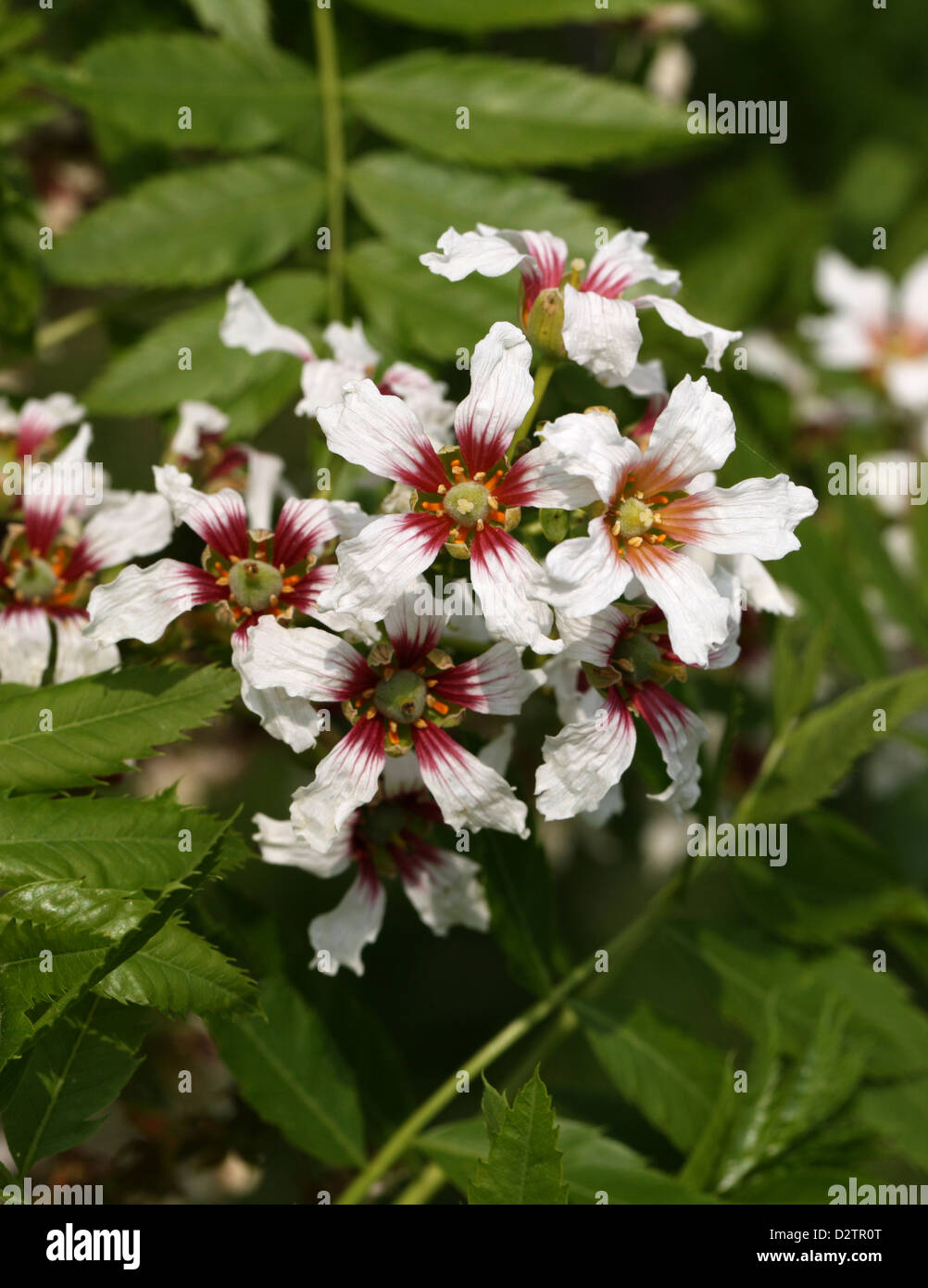 Chinese Flowering Chestnut, Shiny Leaf Yellowhorn, Yellow-Horn, or ...