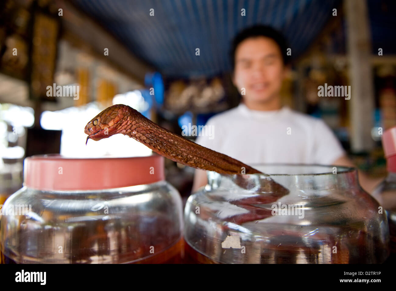 Pickled snake hi-res stock photography and images - Alamy