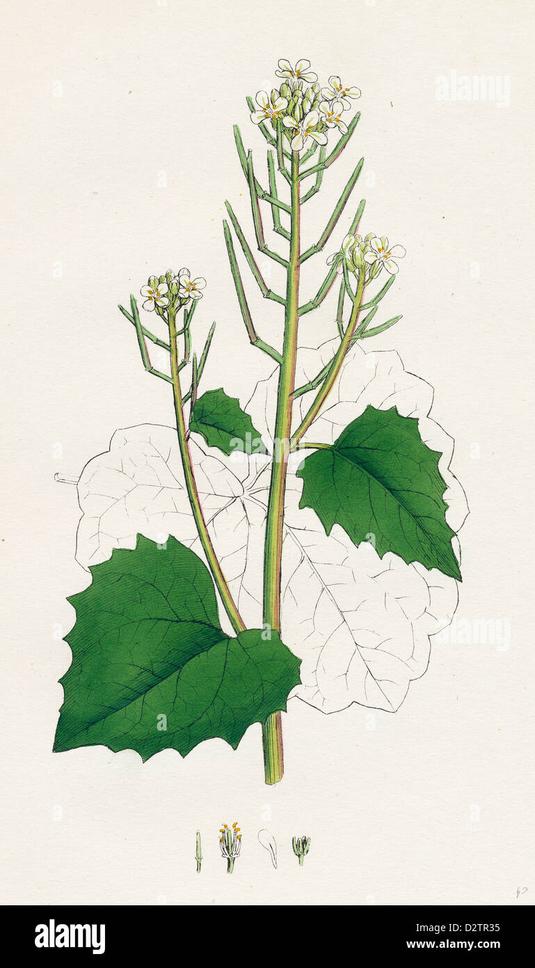 Sisymbrium Alliaria; Garlic hedge-mustard Stock Photo - Alamy