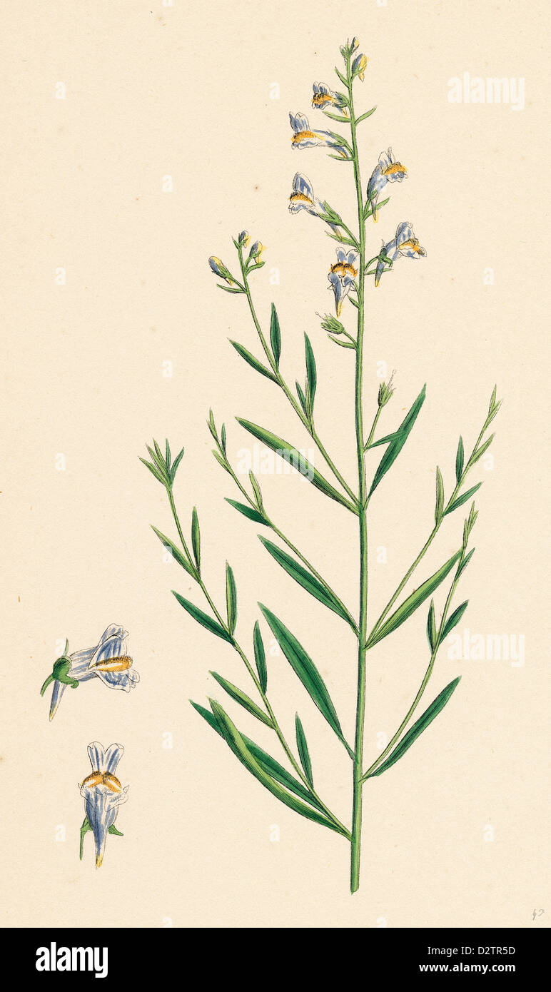 Linaria vulgari repens Hybrid between Yellow and Striped Toadflax Stock ...