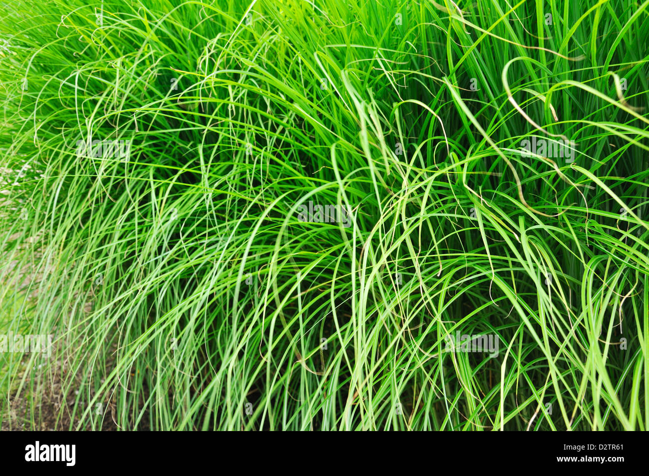 Tall ornamental grass Stock Photo - Alamy