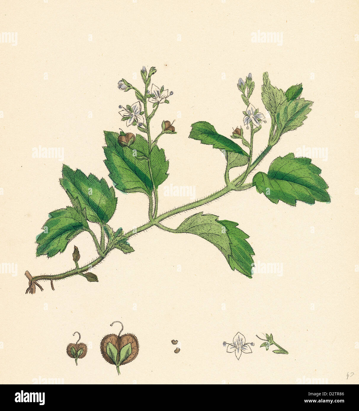 Veronica montana; Mountain Speedwell Stock Photo - Alamy