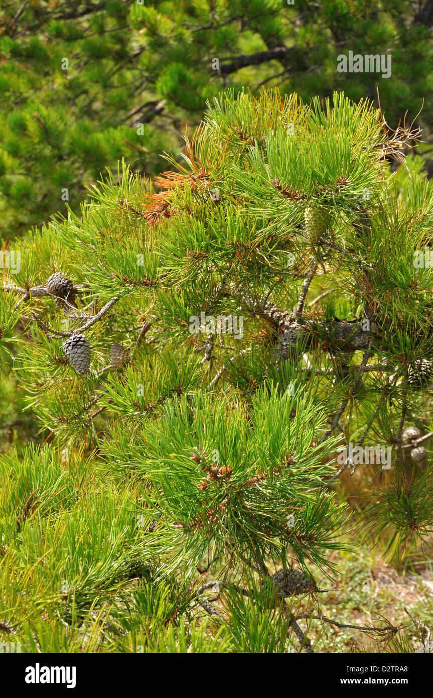 Cape Cod pine trees, Massachusetts, USA Stock Photo - Alamy