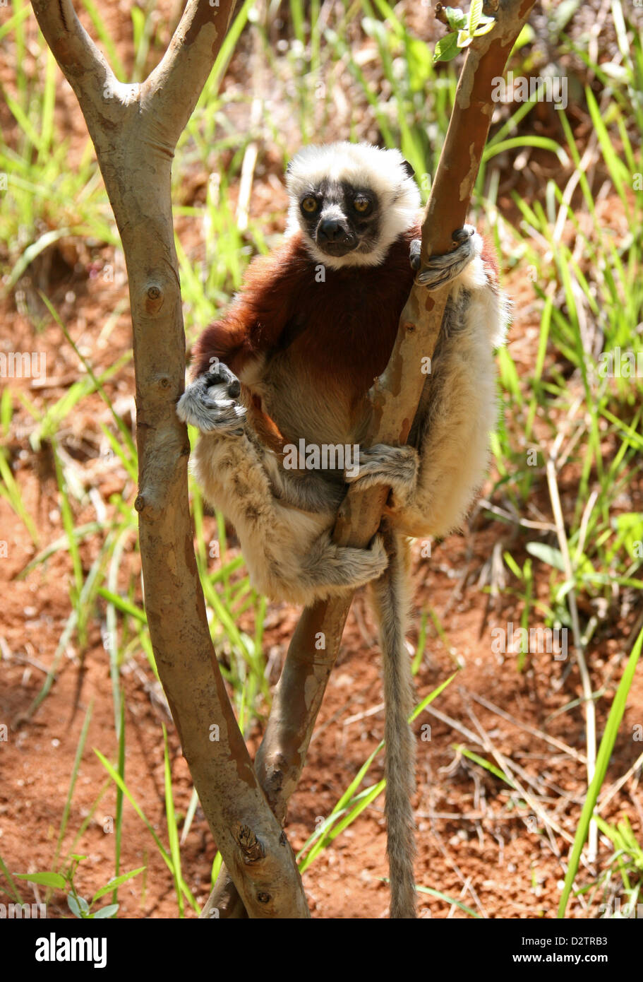 Coquerel’s Sifaka, Propithecus coquereli, Indriidae, Primates ...
