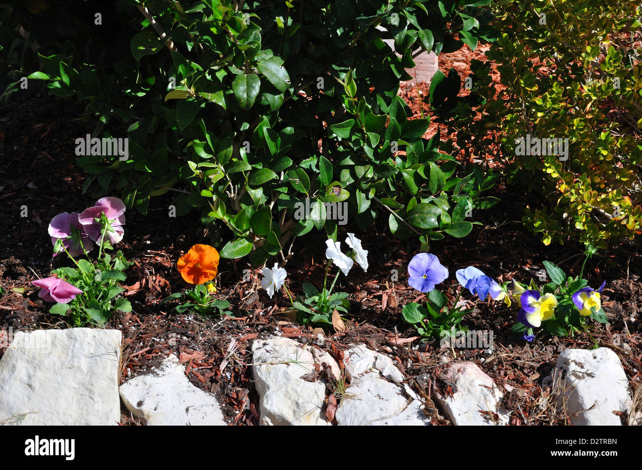 Planted pansies in garden Stock Photo - Alamy