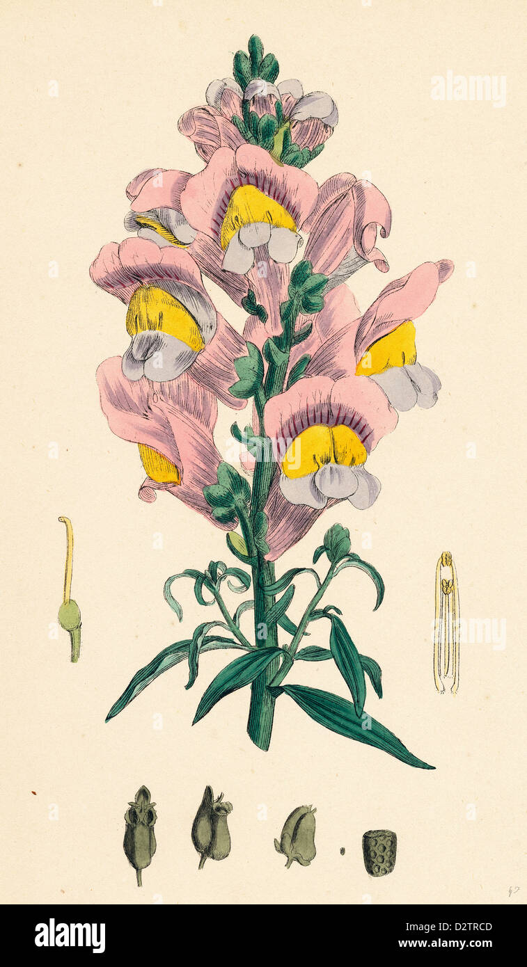 Antirrhinum majus; Common Snapdragon Stock Photo - Alamy