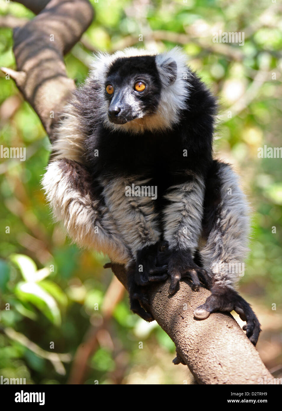 Black and White Ruffed Lemur, Varecia variegata, Lemurinae, Lemuridae ...