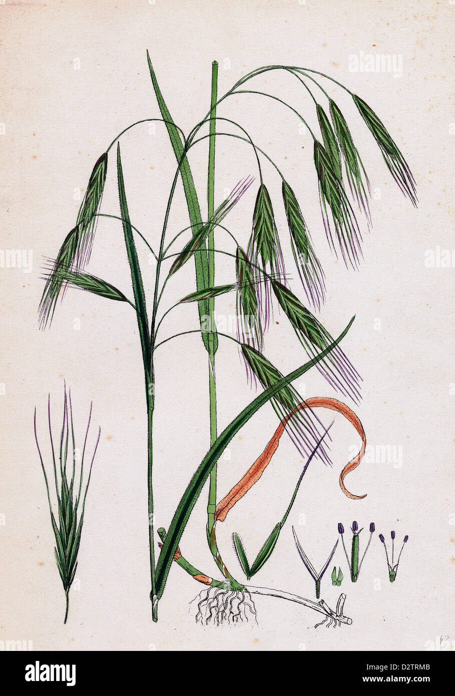 Bromus sterilis Barren Brome-grass Stock Photo - Alamy