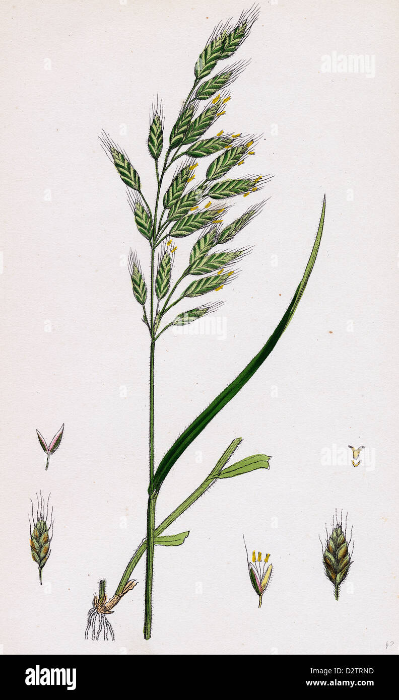 Genuinus hi-res stock photography and images - Alamy