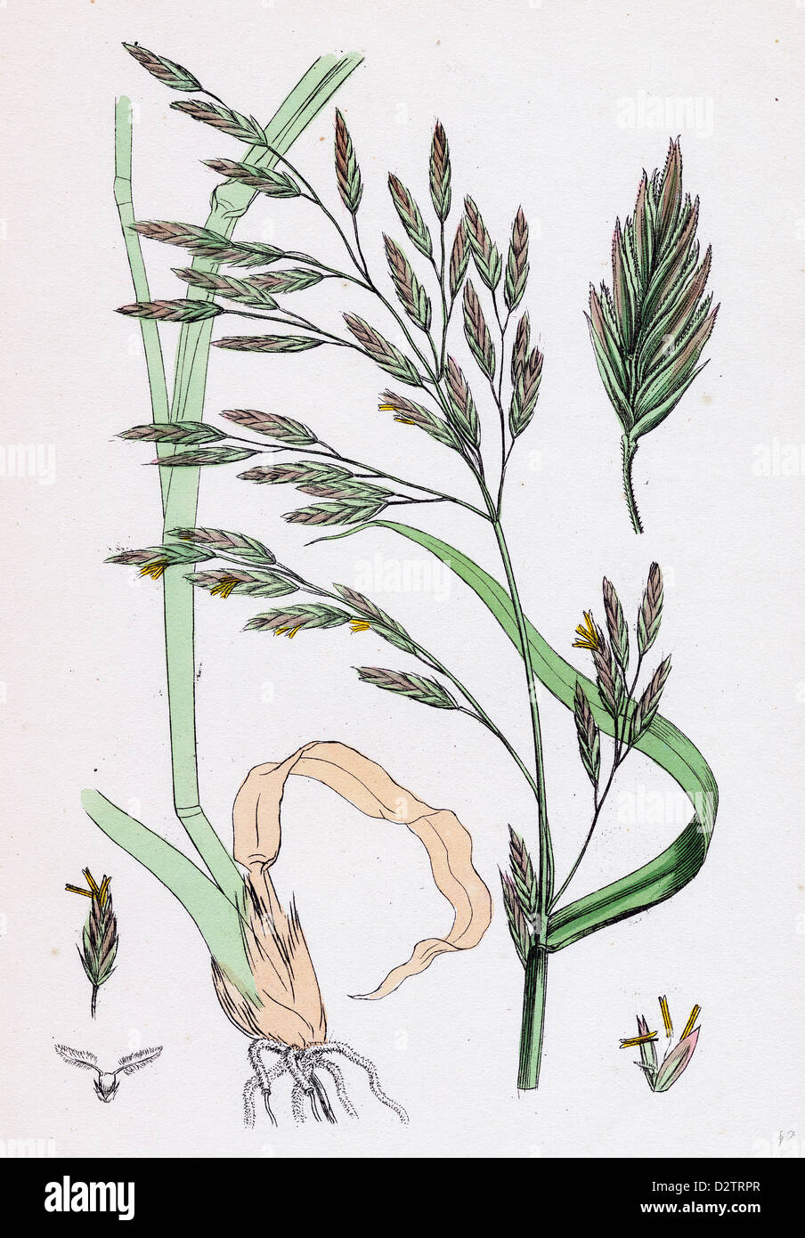 Tall fescue grass hi-res stock photography and images - Alamy