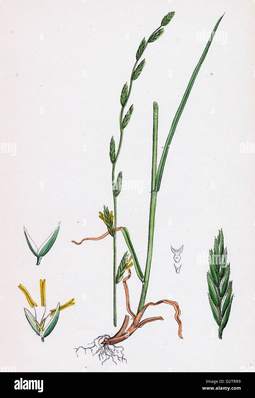 Meadow fescue grass hi-res stock photography and images - Alamy