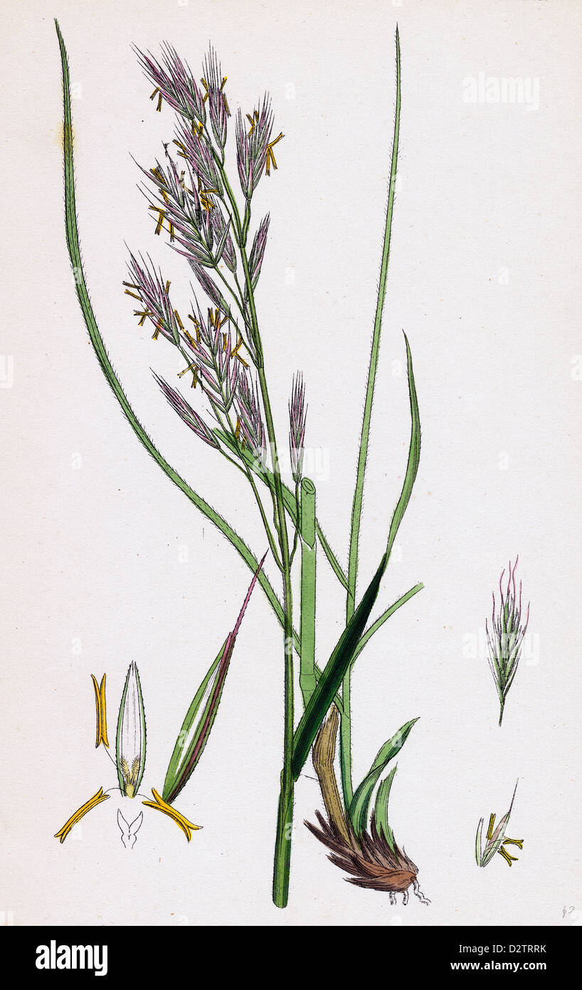 Bromus erectus Upright perennial Brome-grass Stock Photo - Alamy