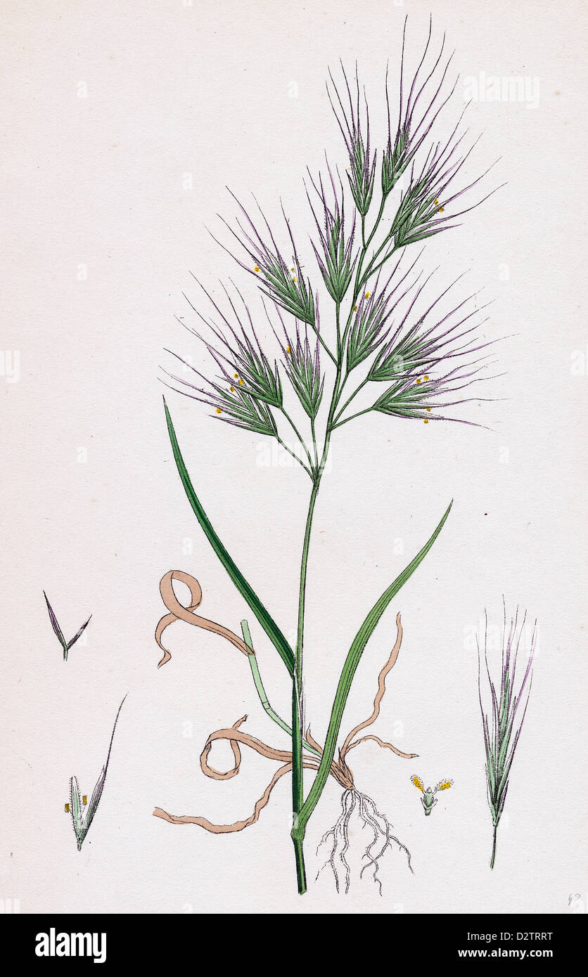 Bromus Madritensis; Upright annual Brome-grass Stock Photo - Alamy