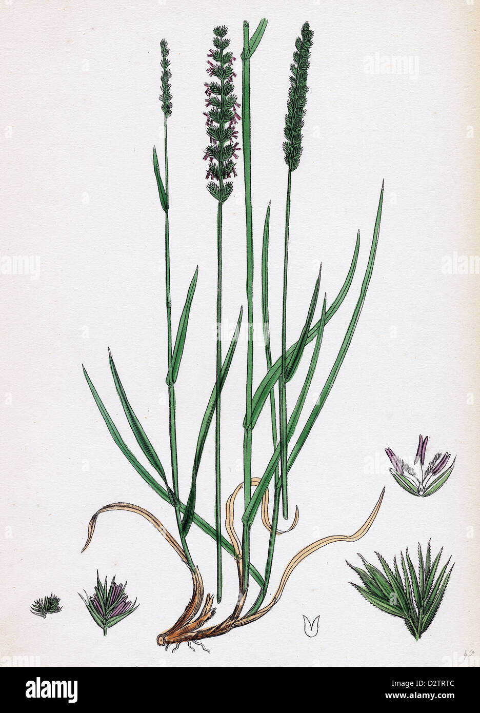 Cynosurus cristatus Crested Dog's-tail-grass Stock Photo - Alamy