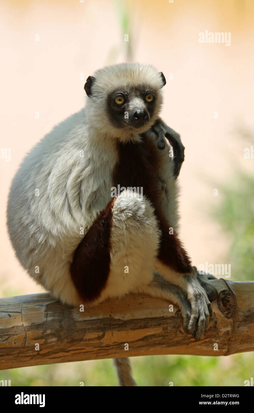 Coquerel’s Sifaka, Propithecus coquereli, Indriidae, Primates ...