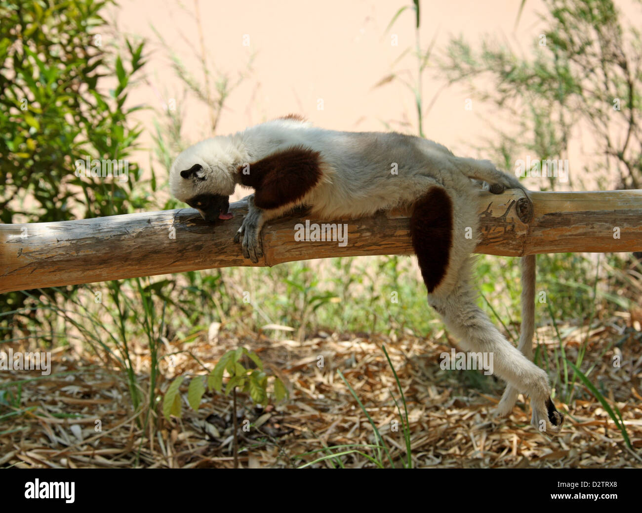 Coquerel’s Sifaka, Propithecus coquereli, Indriidae, Primates ...