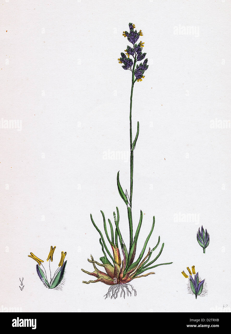 Poa bulbosa; Bulbous Meadow-grass Stock Photo - Alamy