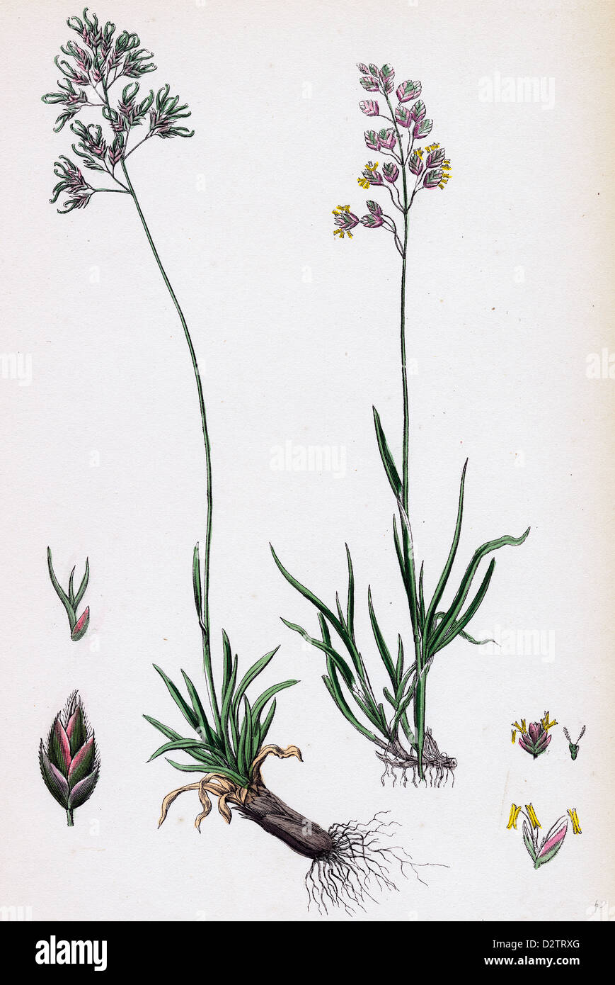 Poa alpine; Alpine Meadow-grass Stock Photo - Alamy