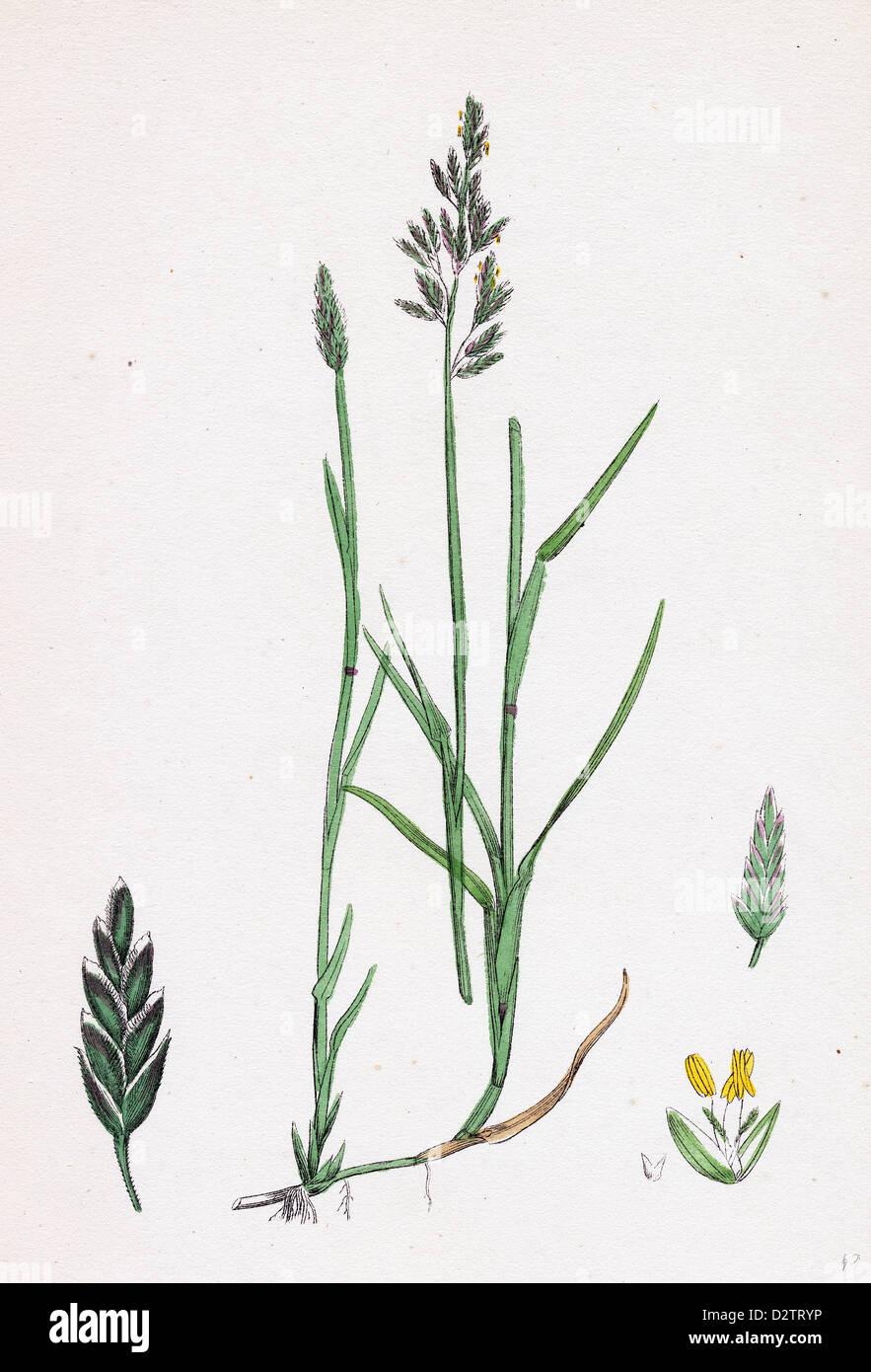 Poa compressa Flat-stemmed Meadow-grass Stock Photo - Alamy