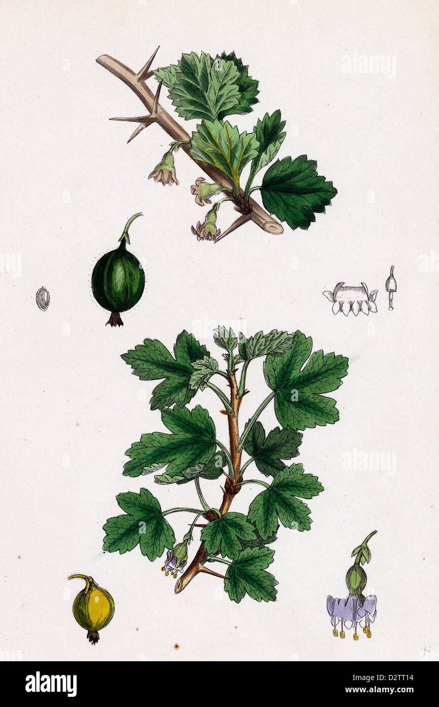 Ribes grossularia hi-res stock photography and images - Alamy